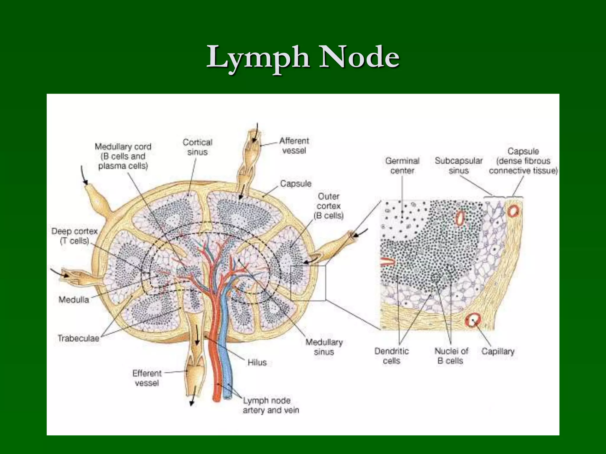 lymphatic system Histology | PPT