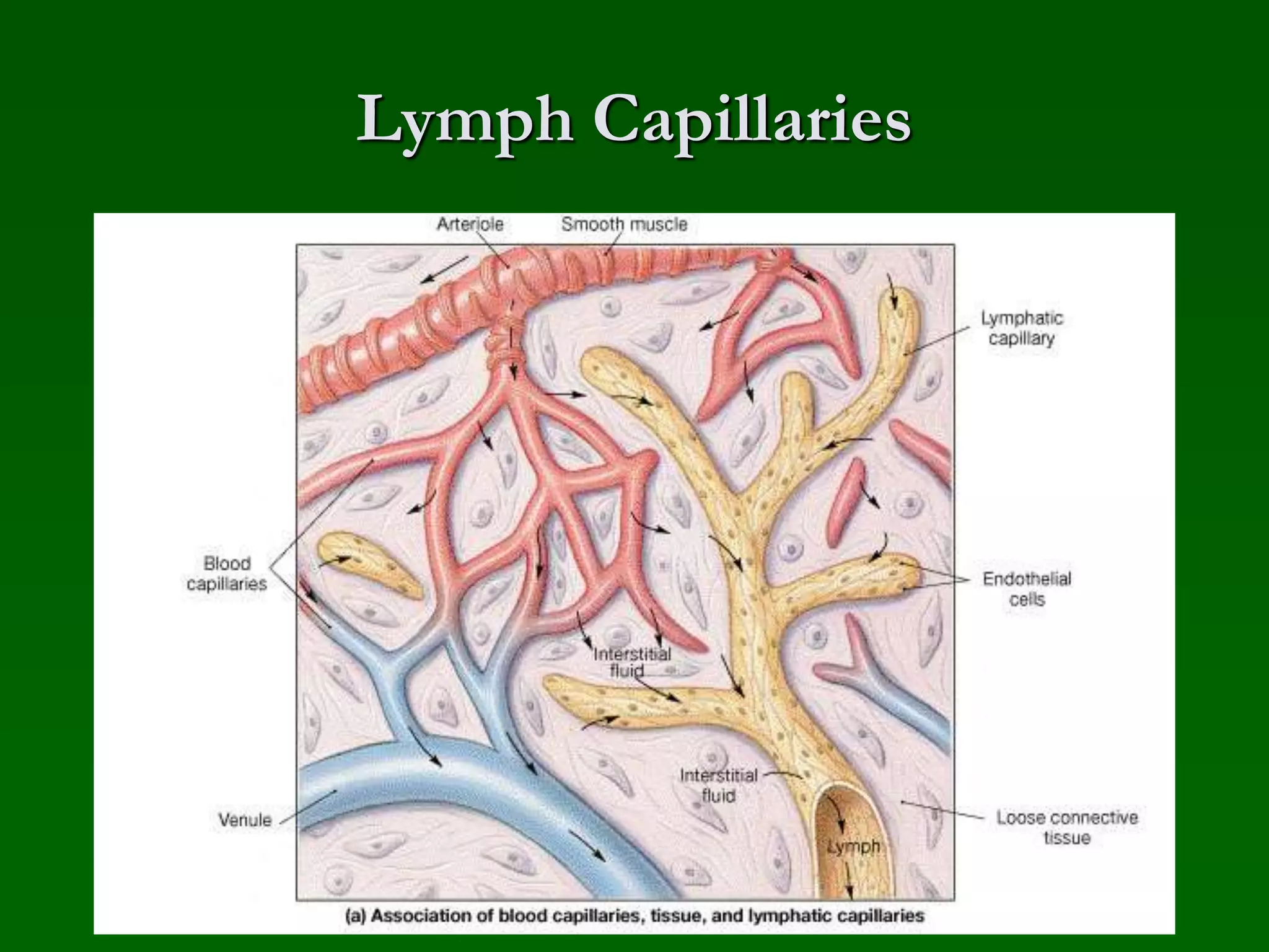 lymphatic system Histology | PPT