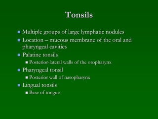 lymphatic system Histology | PPT