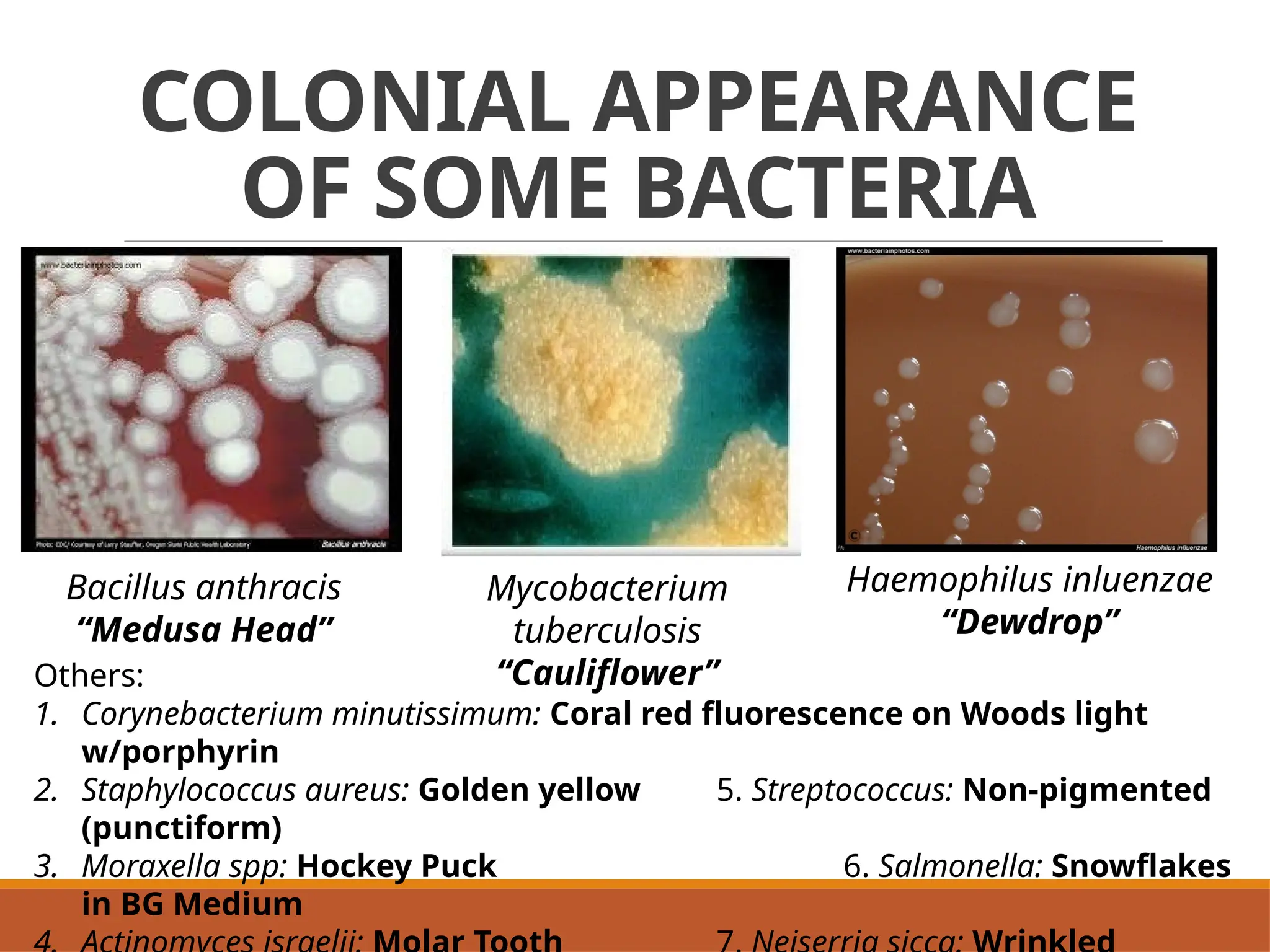 Colonial Examination of Bacterial Isolates | PPTX