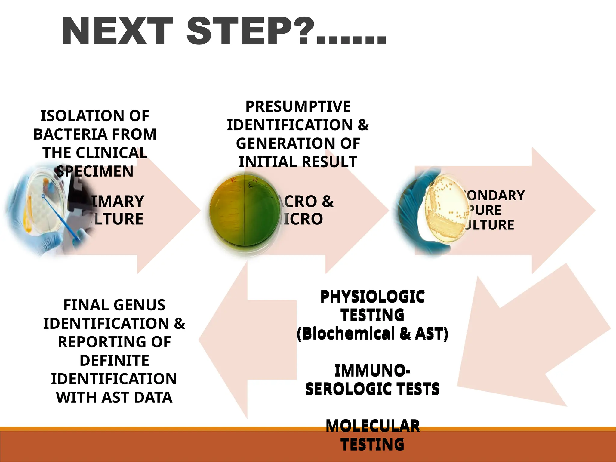 Colonial Examination of Bacterial Isolates | PPTX