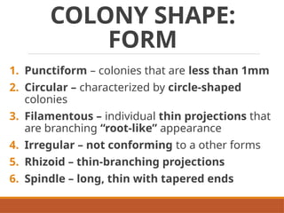 Colonial Examination of Bacterial Isolates | PPT