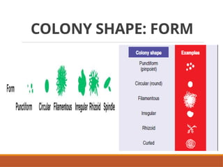 Colonial Examination of Bacterial Isolates | PPT