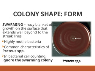 Colonial Examination of Bacterial Isolates | PPTX