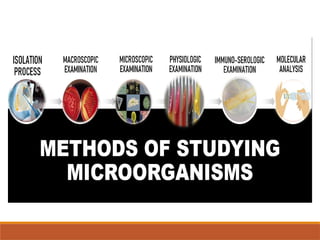 Colonial Examination of Bacterial Isolates | PPT