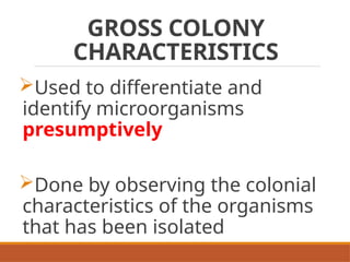 Colonial Examination of Bacterial Isolates | PPT