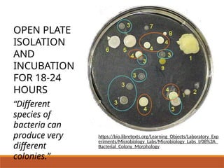 Colonial Examination of Bacterial Isolates | PPT