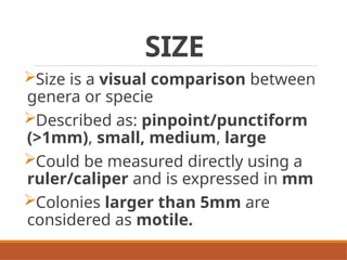 Colonial Examination of Bacterial Isolates | PPT