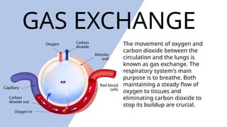 5-MAIN-FUNCTIONS-OF-RESPIRATORY-SYSTEM-GROUP-3.pptx1-1.pptx