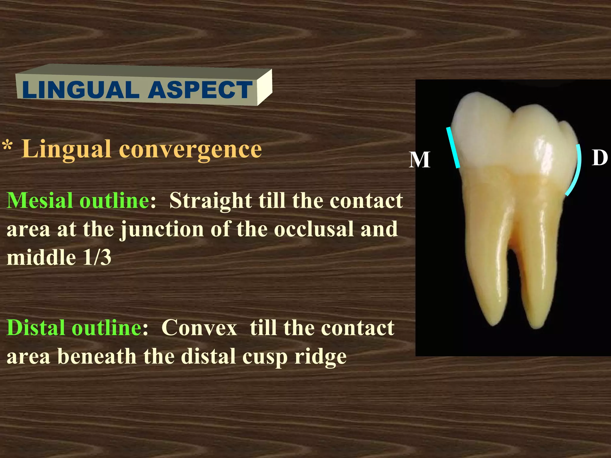 5 mandibular molars | PPT | Dental Health | Diseases and Conditions