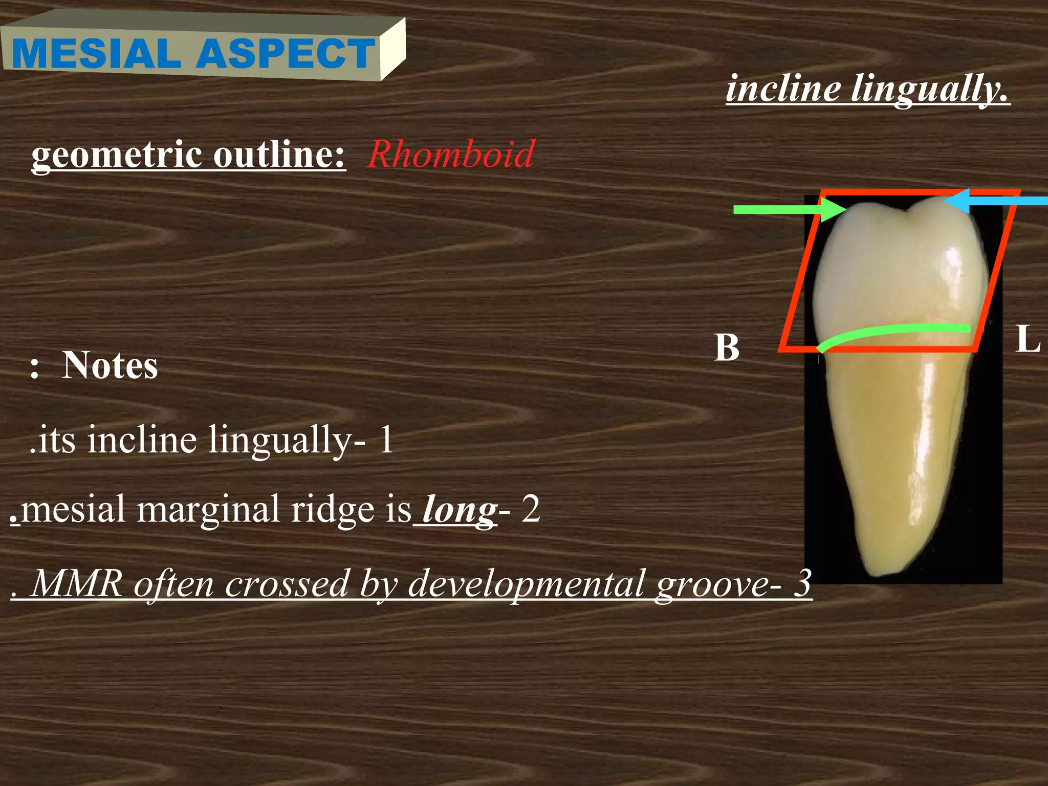 5 mandibular molars | PPT | Dental Health | Diseases and Conditions
