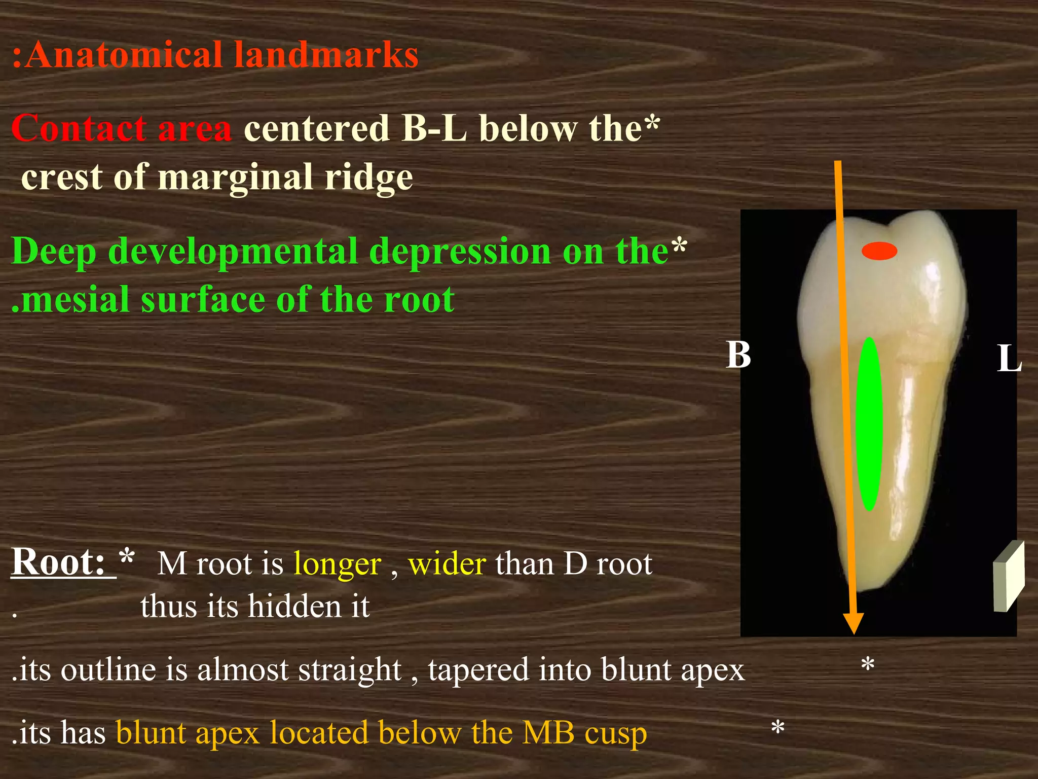 5 mandibular molars | PPT | Dental Health | Diseases and Conditions
