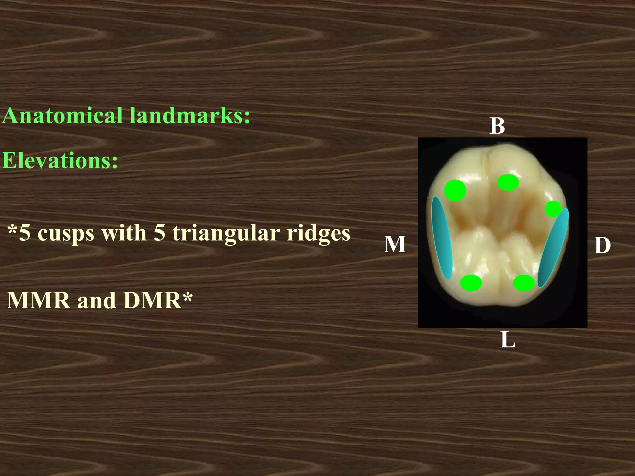 5 mandibular molars | PPT | Dental Health | Diseases and Conditions