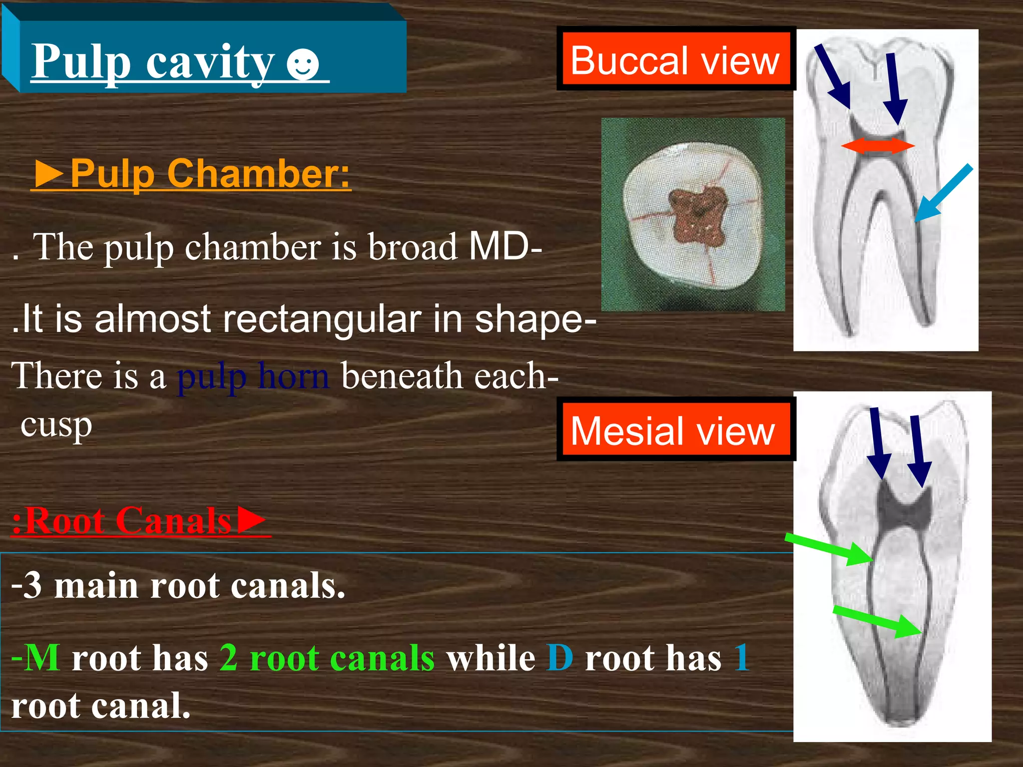 5 mandibular molars | PPT | Dental Health | Diseases and Conditions