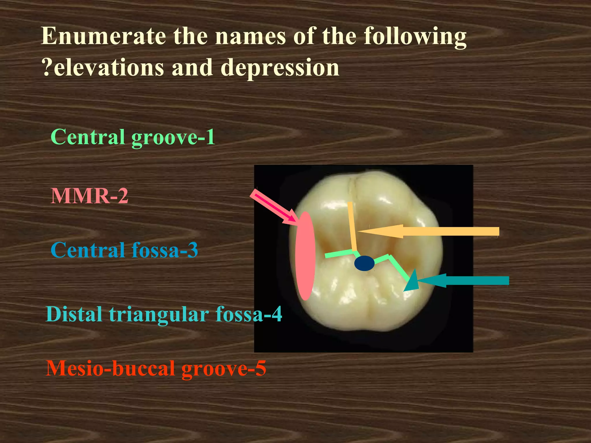 5 mandibular molars | PPT | Dental Health | Diseases and Conditions