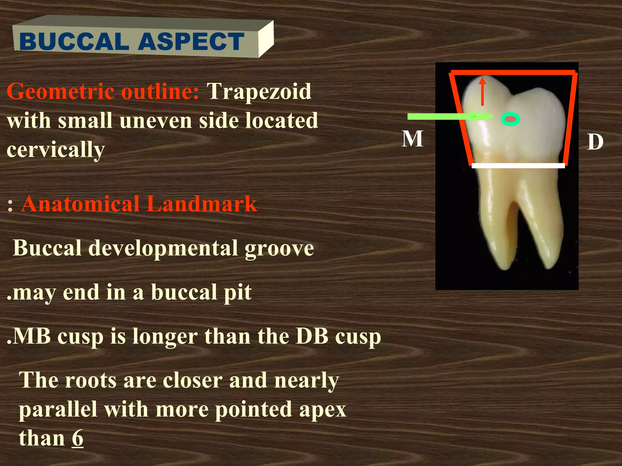 5 mandibular molars | PPT | Dental Health | Diseases and Conditions