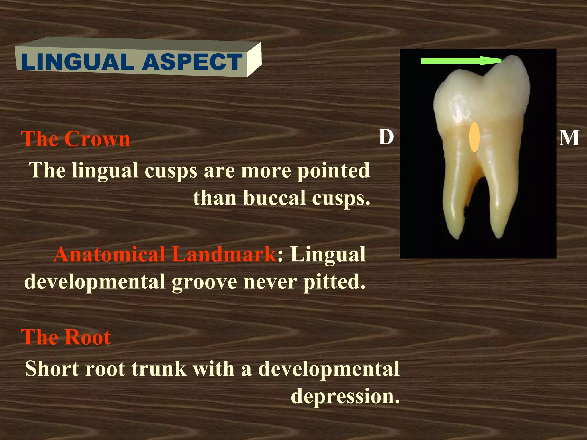 5 mandibular molars | PPT | Dental Health | Diseases and Conditions