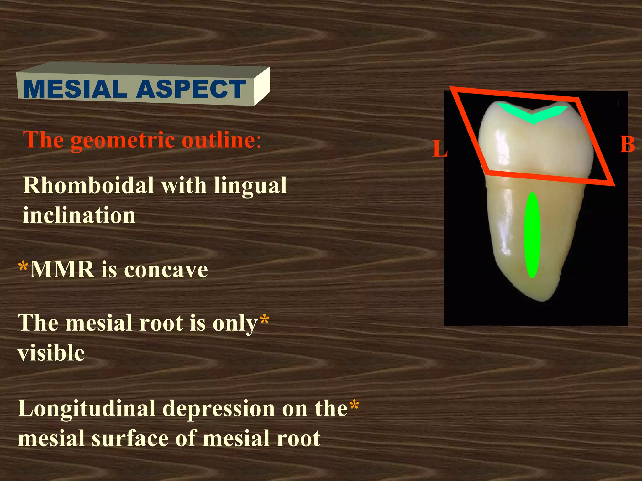 5 mandibular molars | PPT | Dental Health | Diseases and Conditions