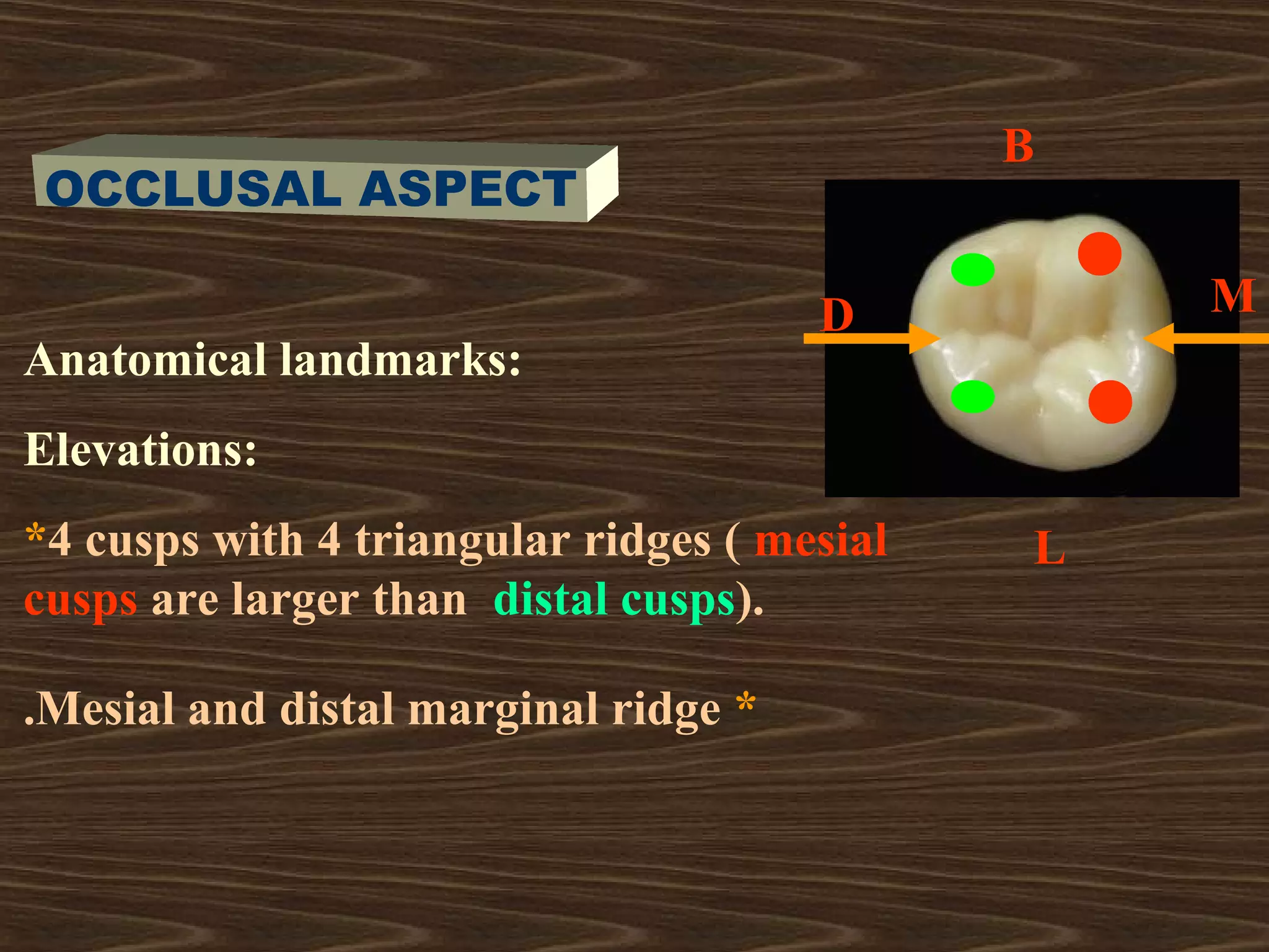 5 mandibular molars | PPT | Dental Health | Diseases and Conditions
