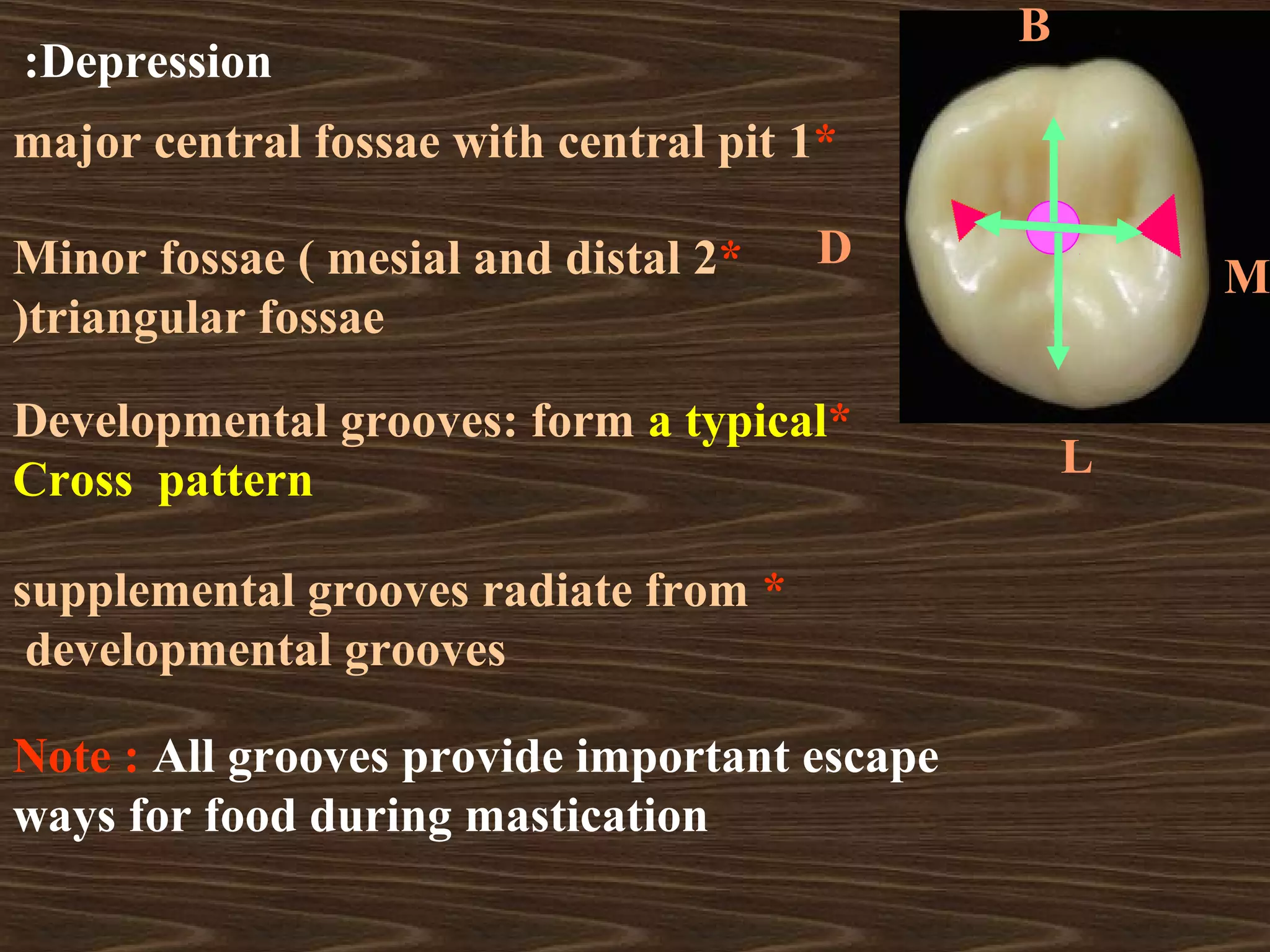 5 mandibular molars | PPT | Dental Health | Diseases and Conditions