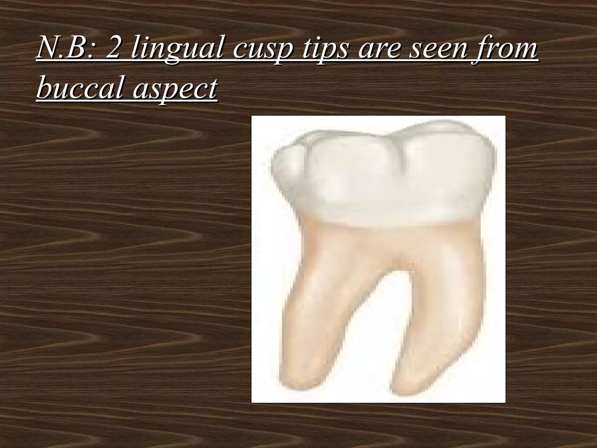 5 mandibular molars | PPT | Dental Health | Diseases and Conditions