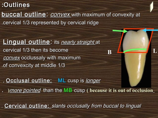 5 mandibular molars | PPT | Dental Health | Diseases and Conditions
