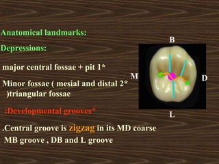 5 mandibular molars | PPT