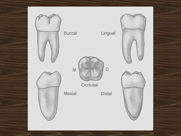 5 mandibular molars | PPT | Dental Health | Diseases and Conditions