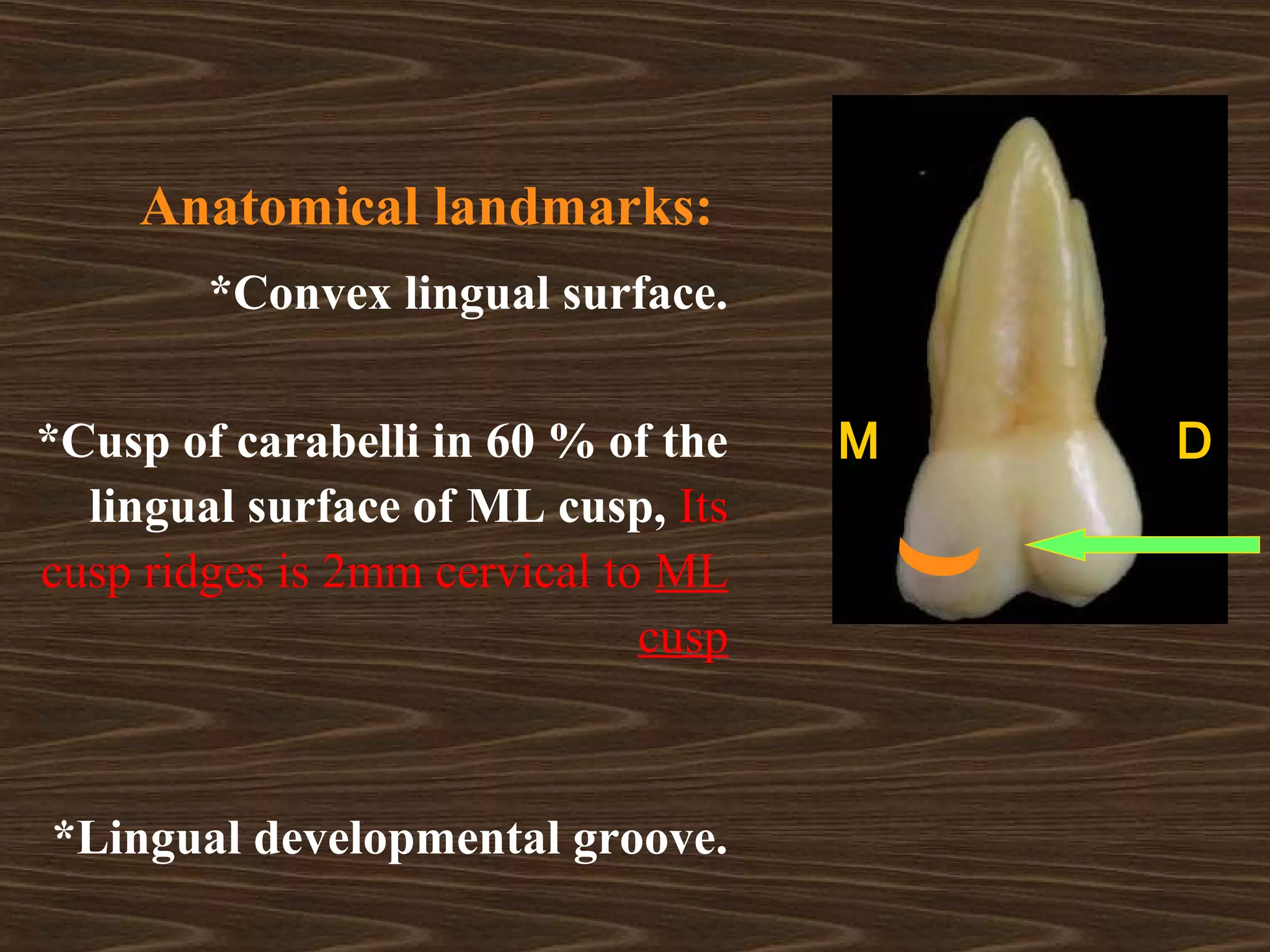 5 maxillary first molar | PPT