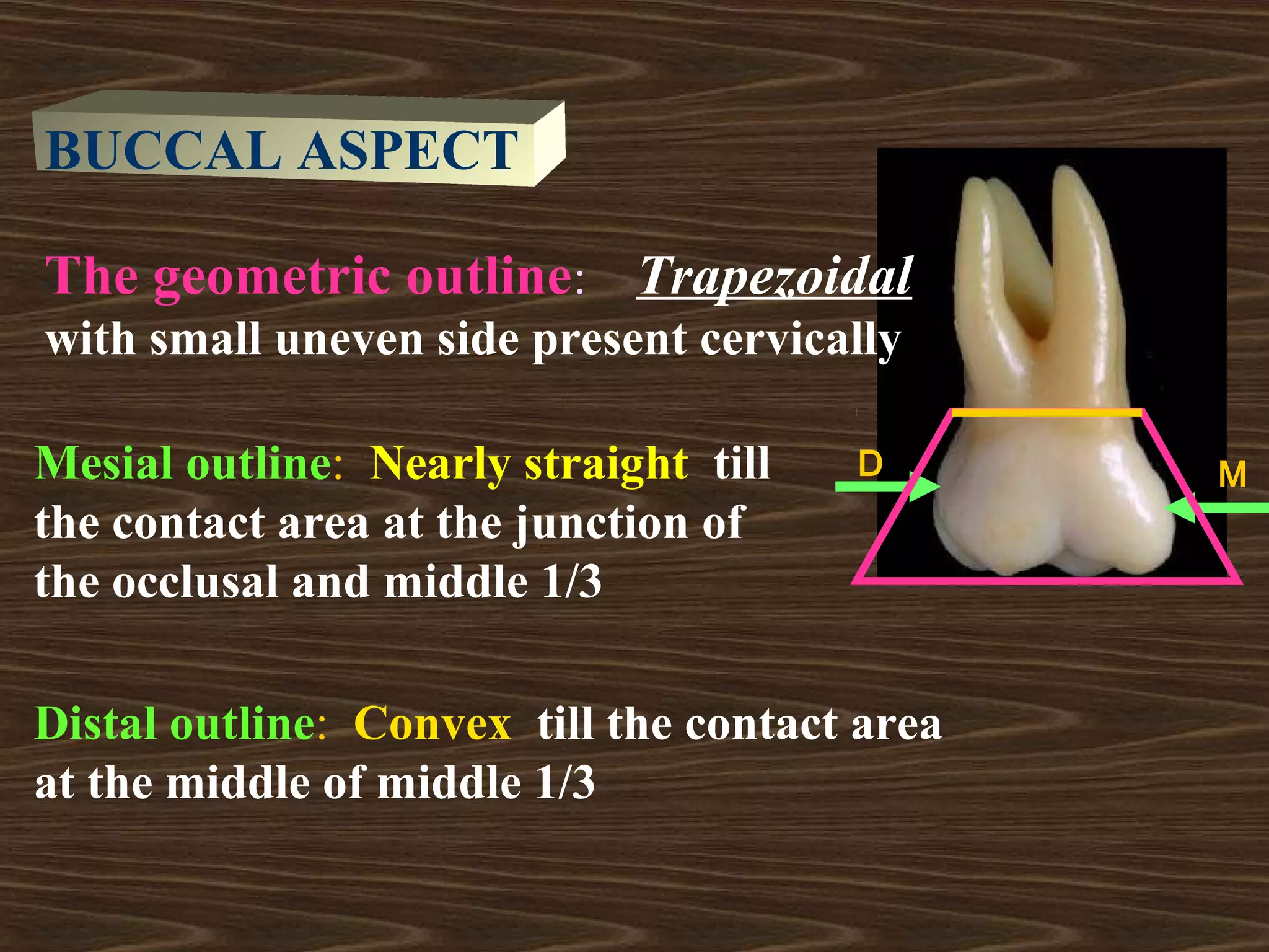 maxillary first molar | PPT