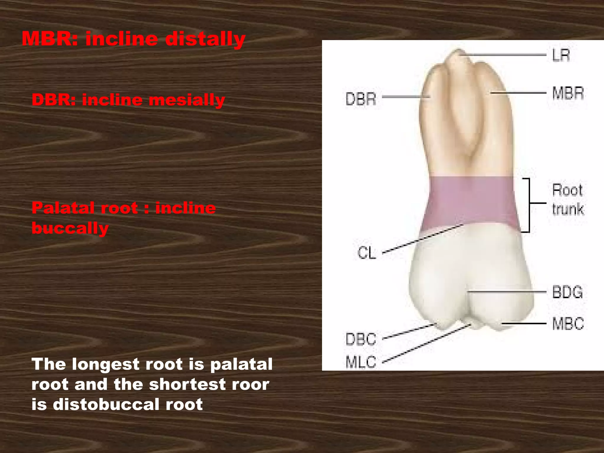 maxillary first molar | PPT