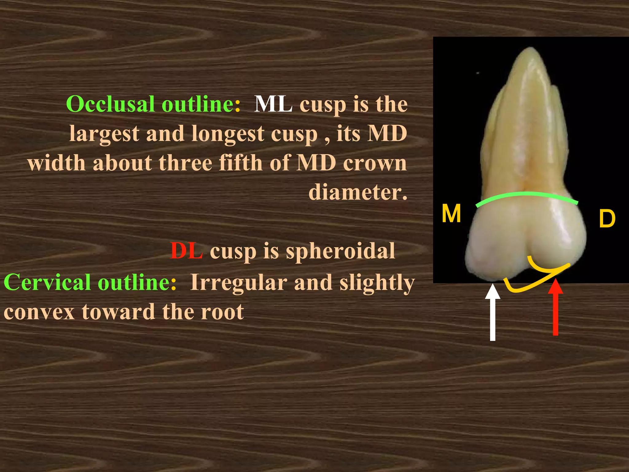 maxillary first molar | PPT