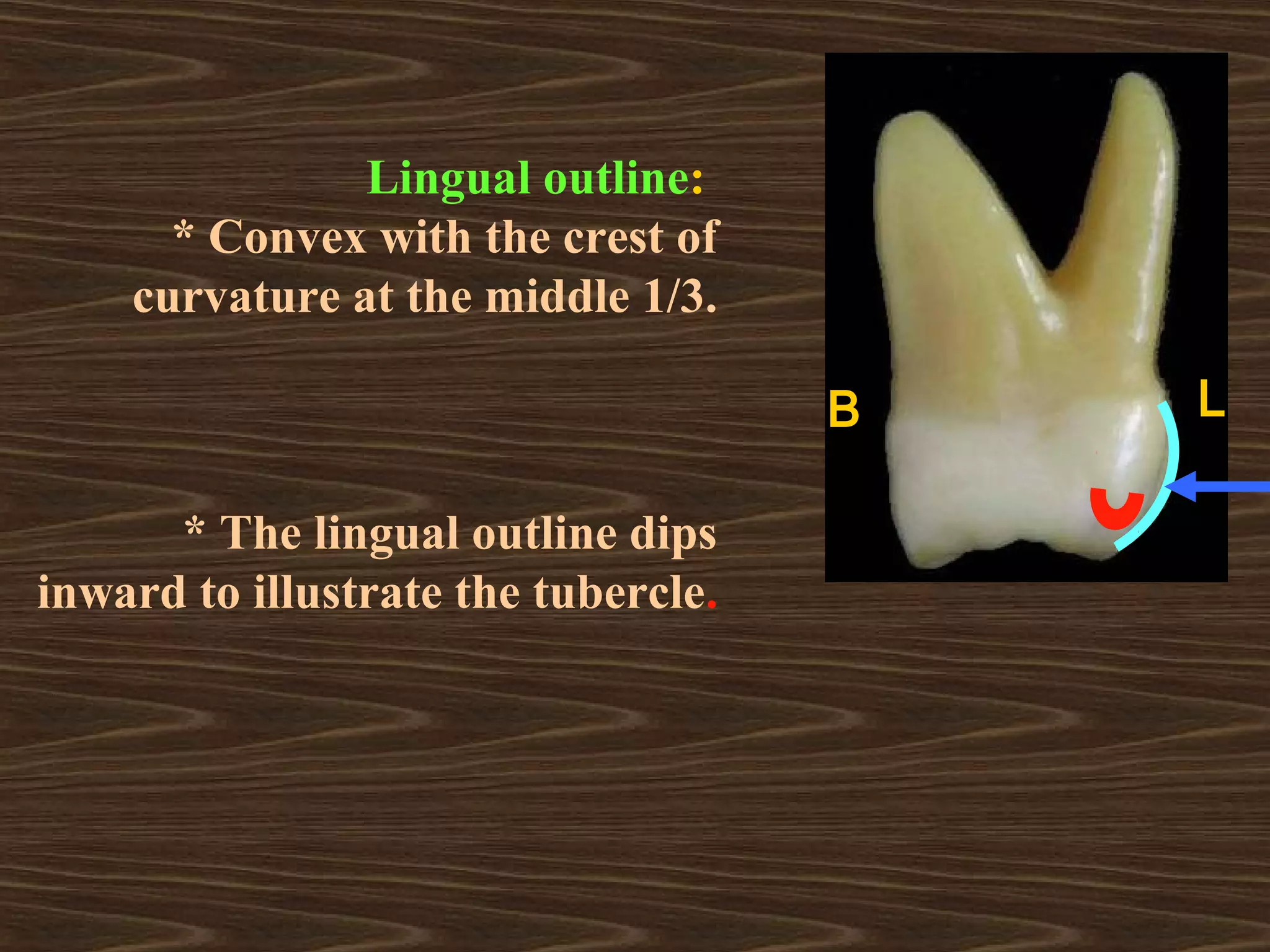 maxillary first molar | PPT