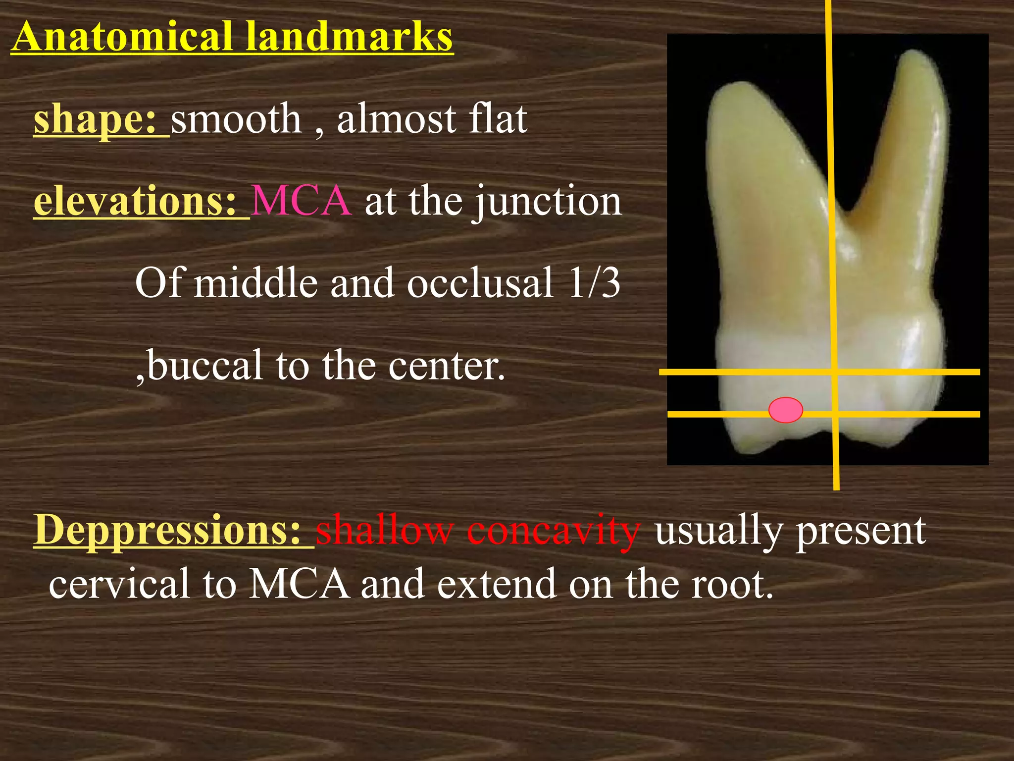 maxillary first molar | PPT