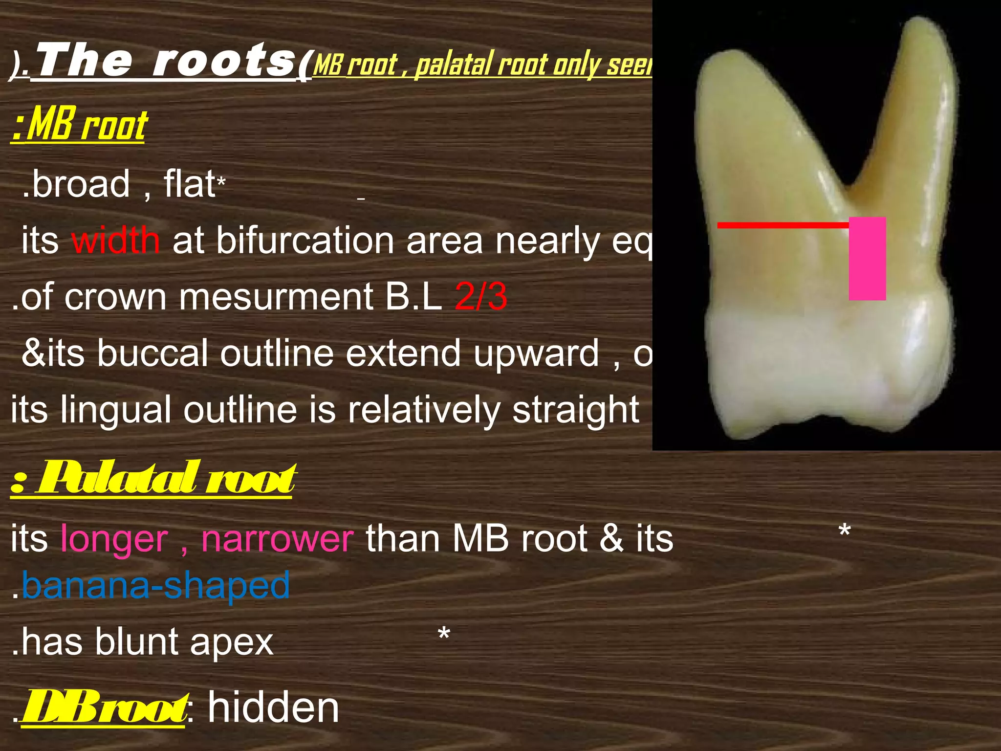 maxillary first molar | PPT