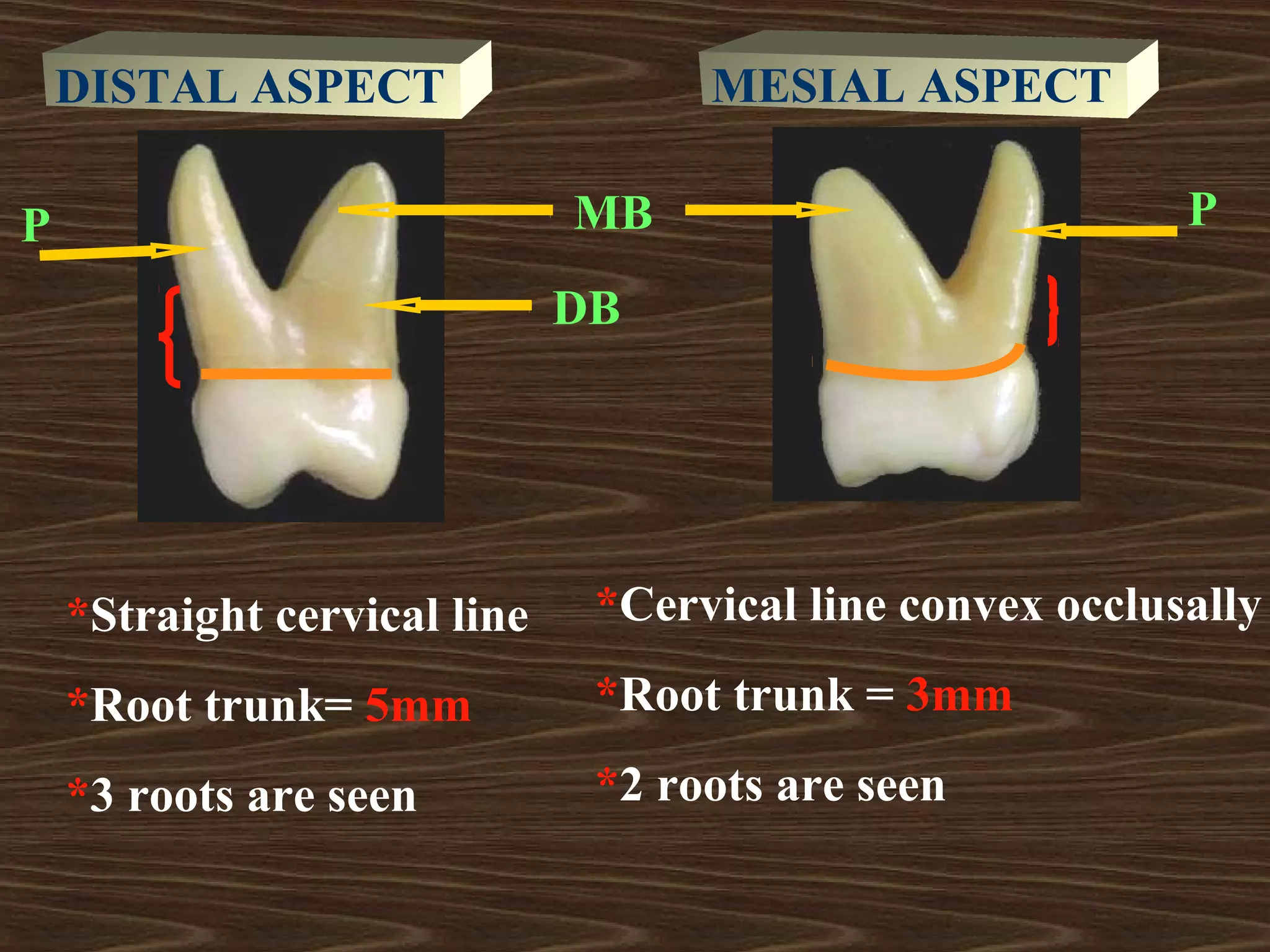 maxillary first molar | PPT