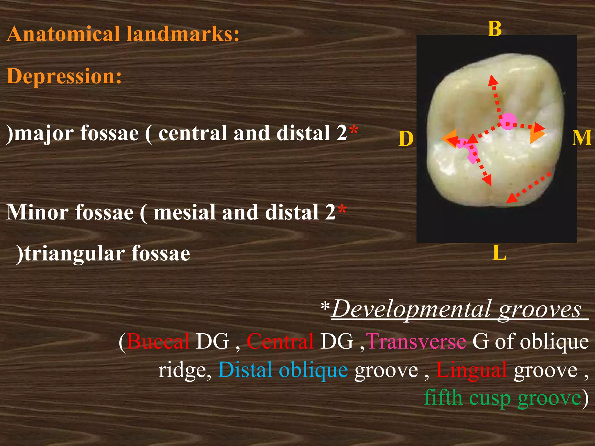 maxillary first molar | PPT