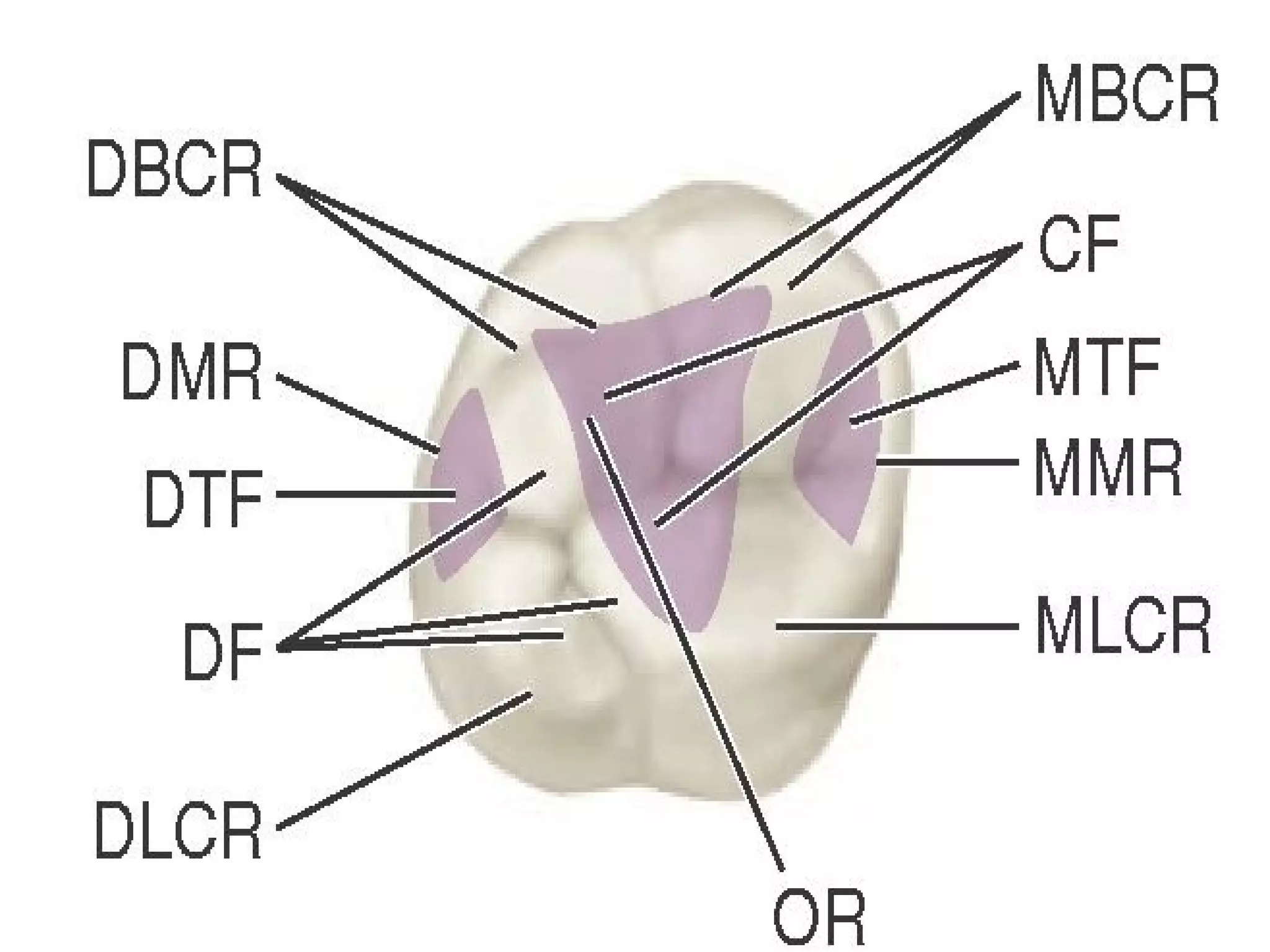 maxillary first molar | PPT