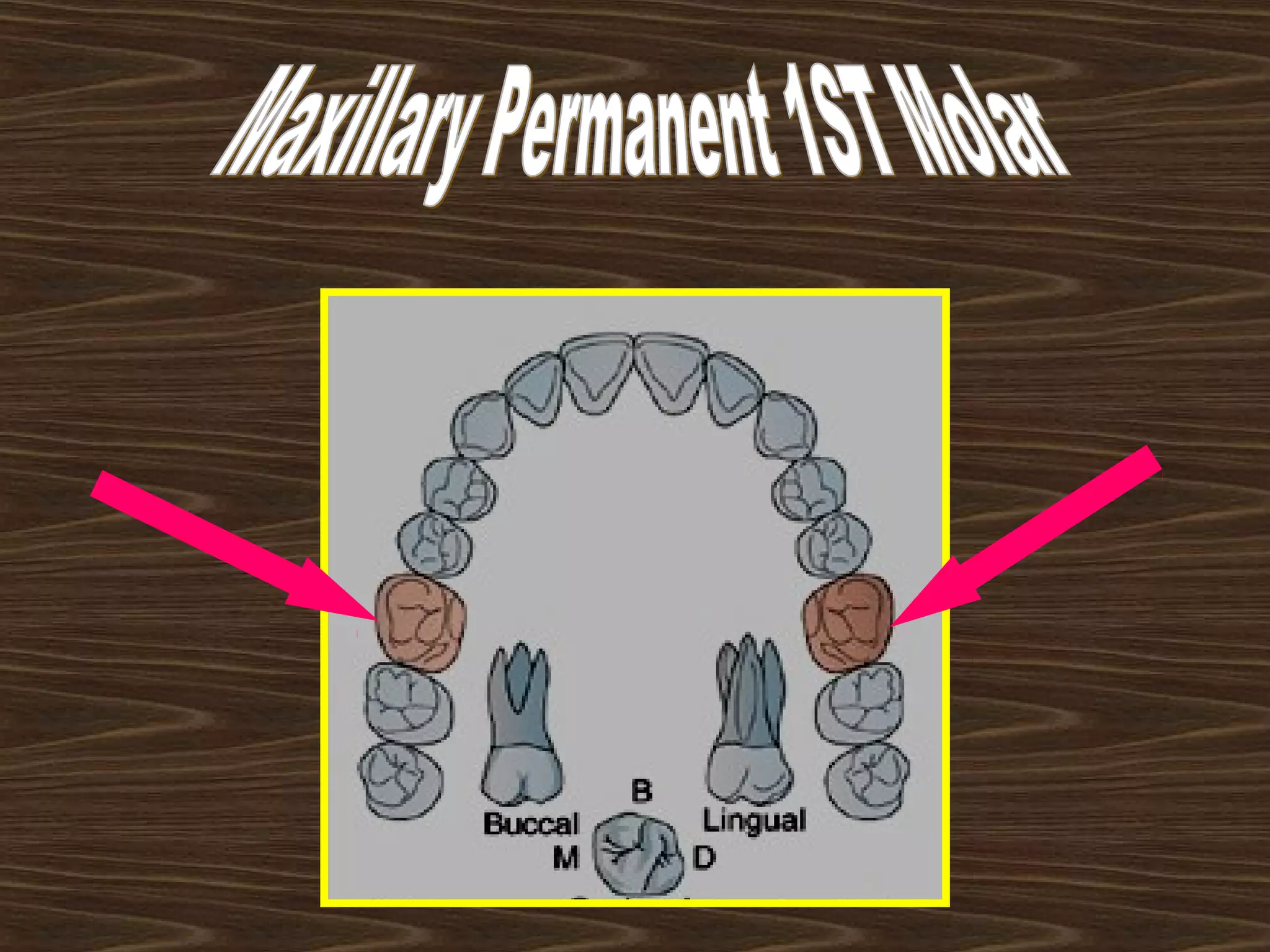 maxillary first molar | PPT