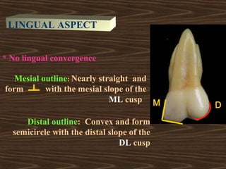 maxillary first molar | PPT