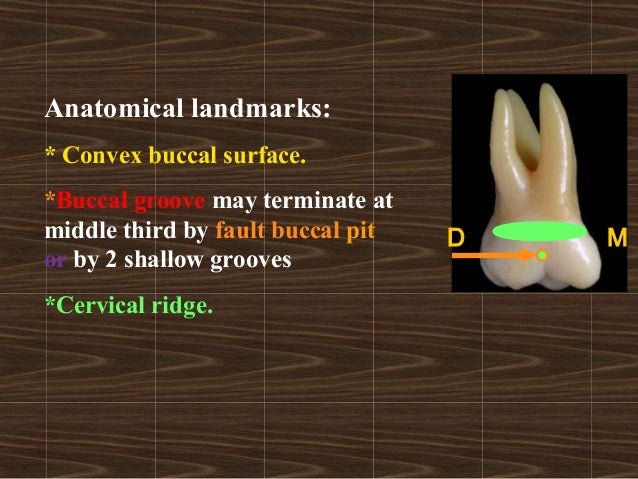 maxillary first molar