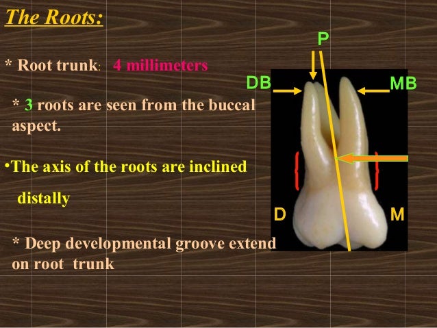 maxillary first molar