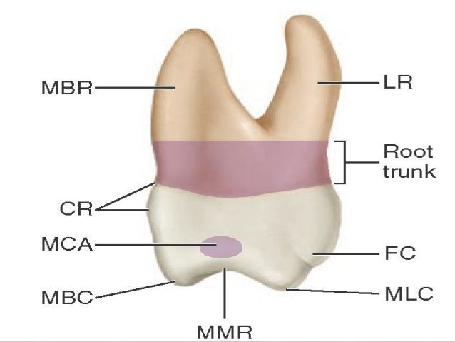 maxillary first molar