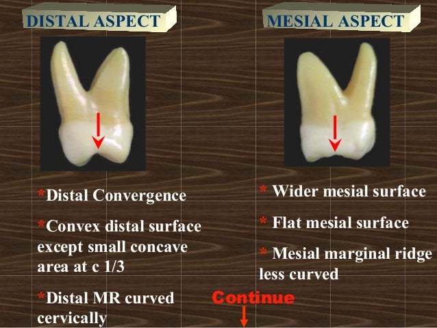maxillary first molar
