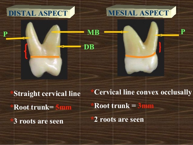 Oblique Ridge Maxillary Molars