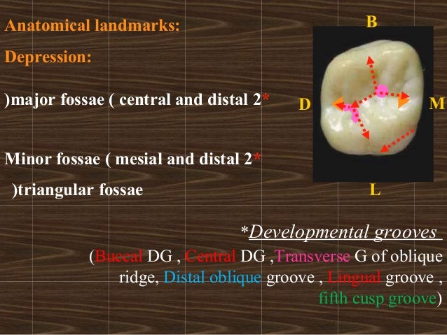 maxillary first molar