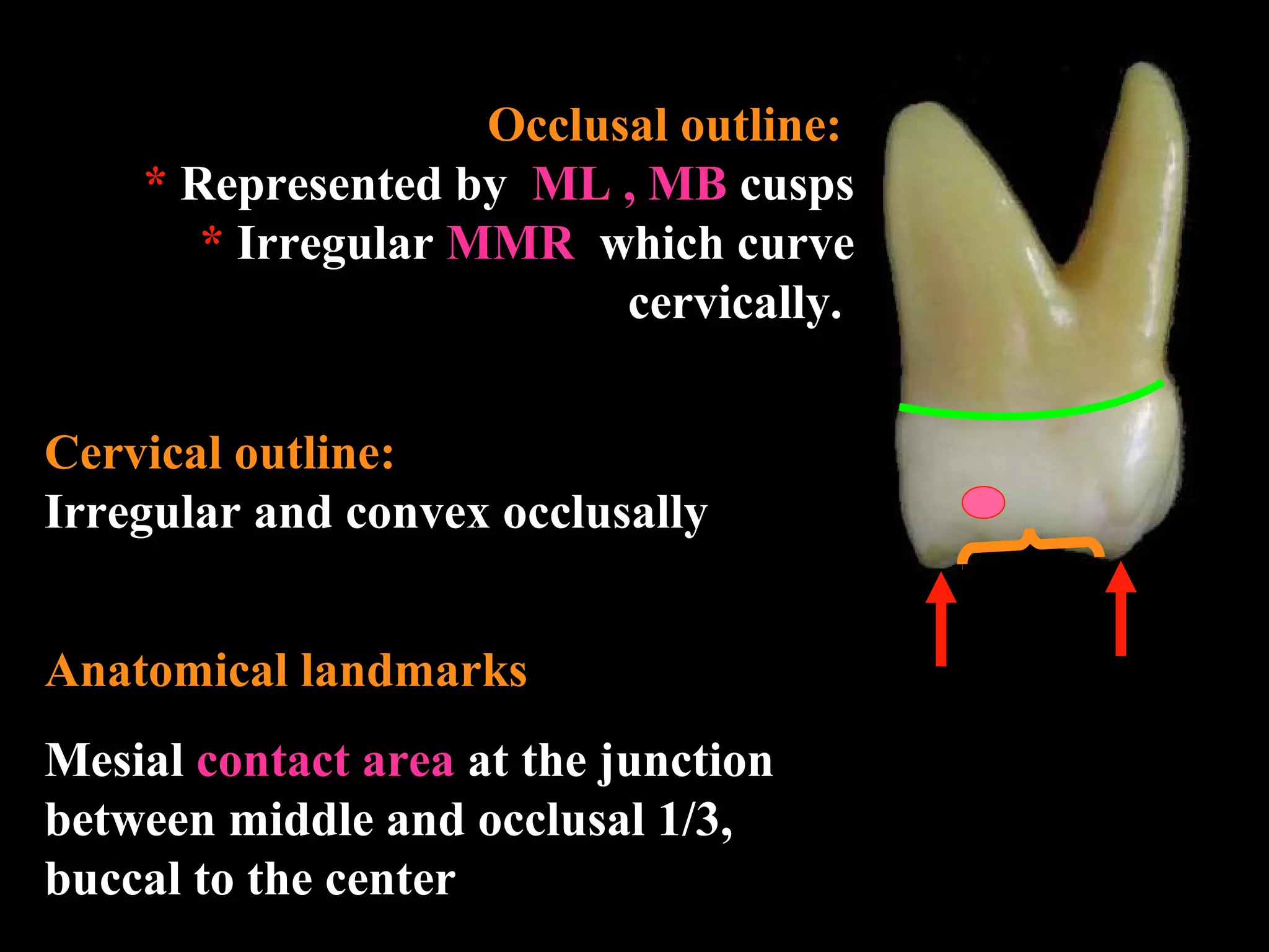 05. Maxillary Molars (CD) - Dentition | PPT