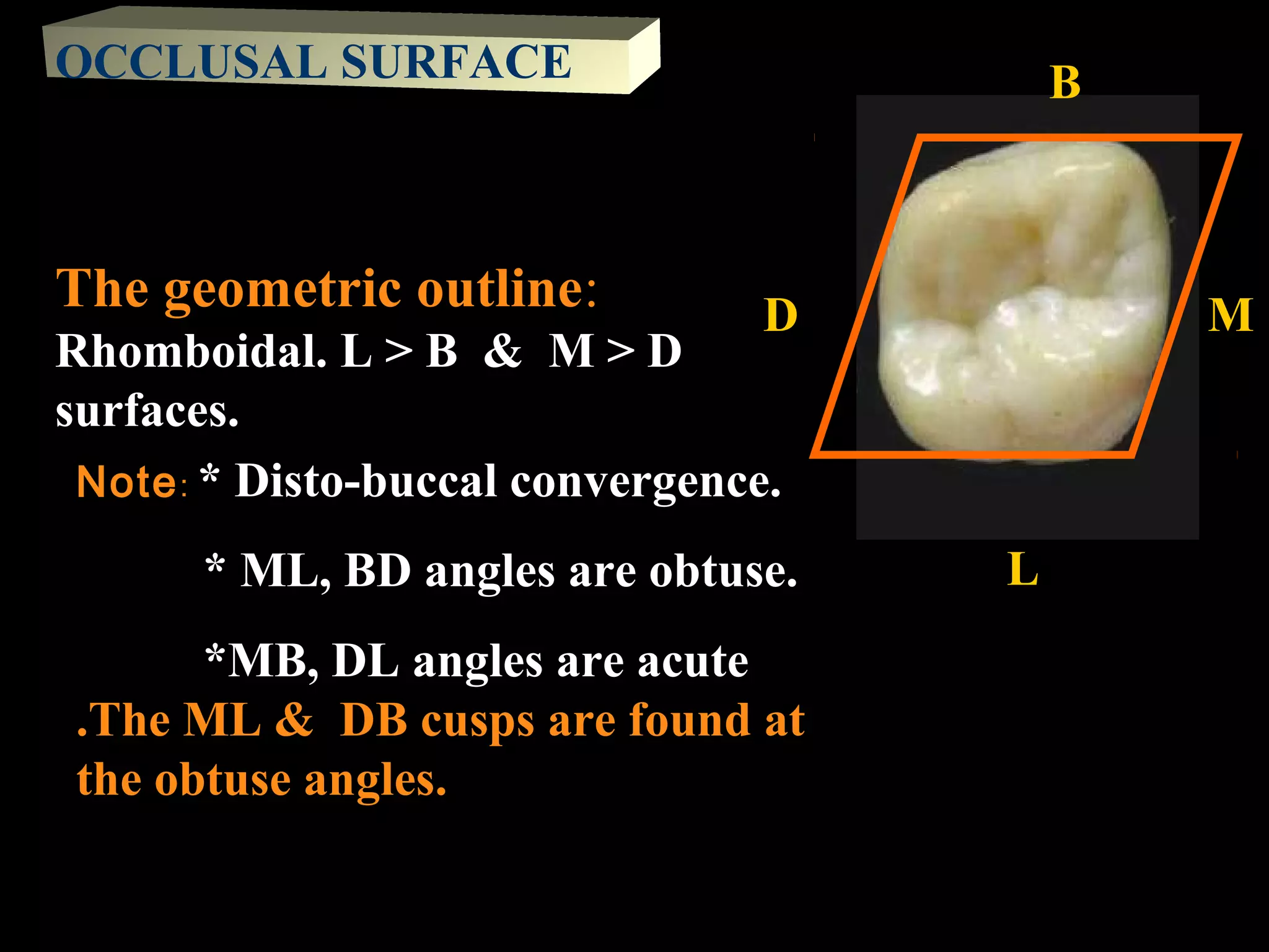 05. Maxillary Molars (CD) - Dentition | PPT