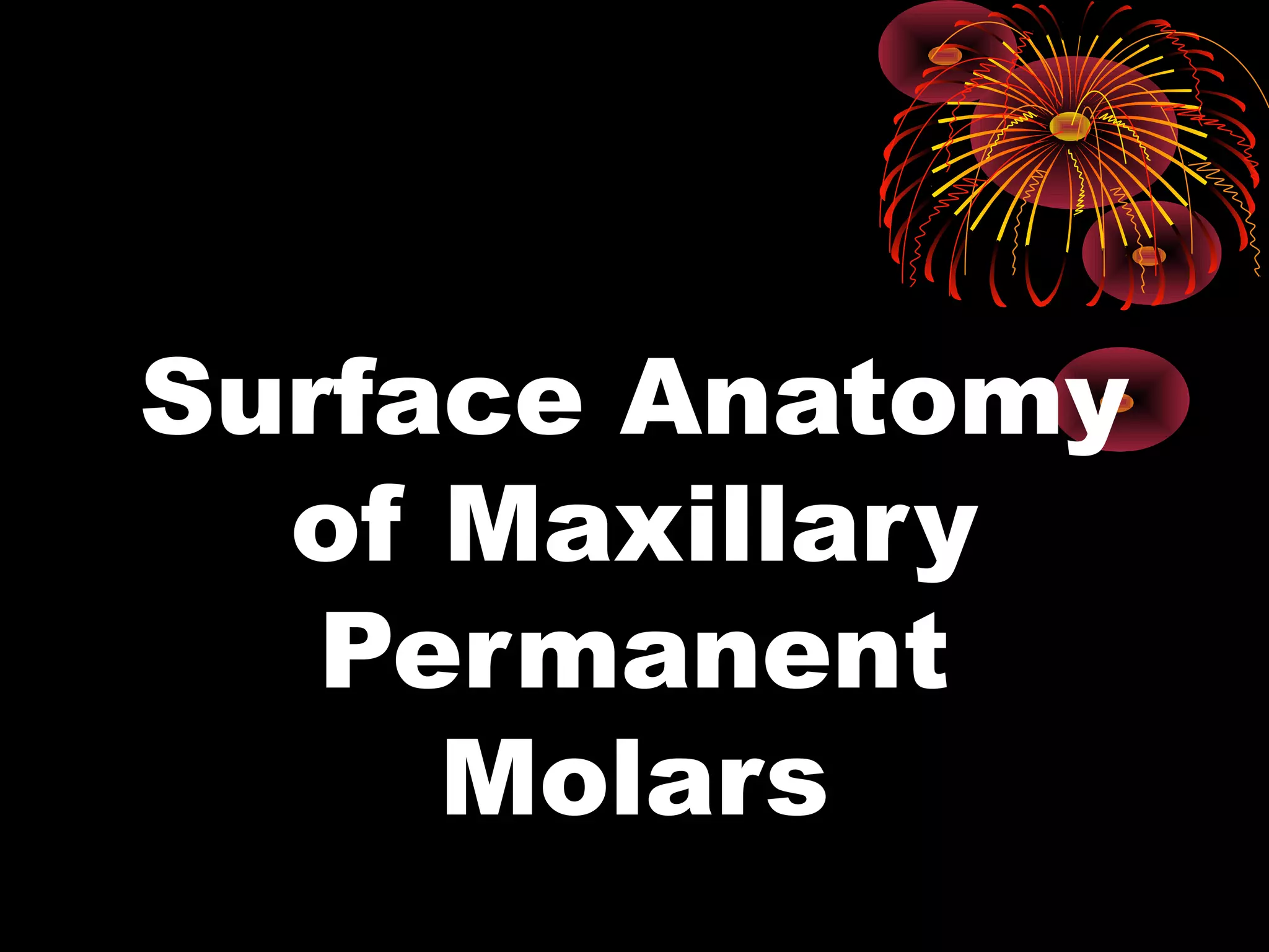 05. Maxillary Molars (CD) - Dentition | PPT
