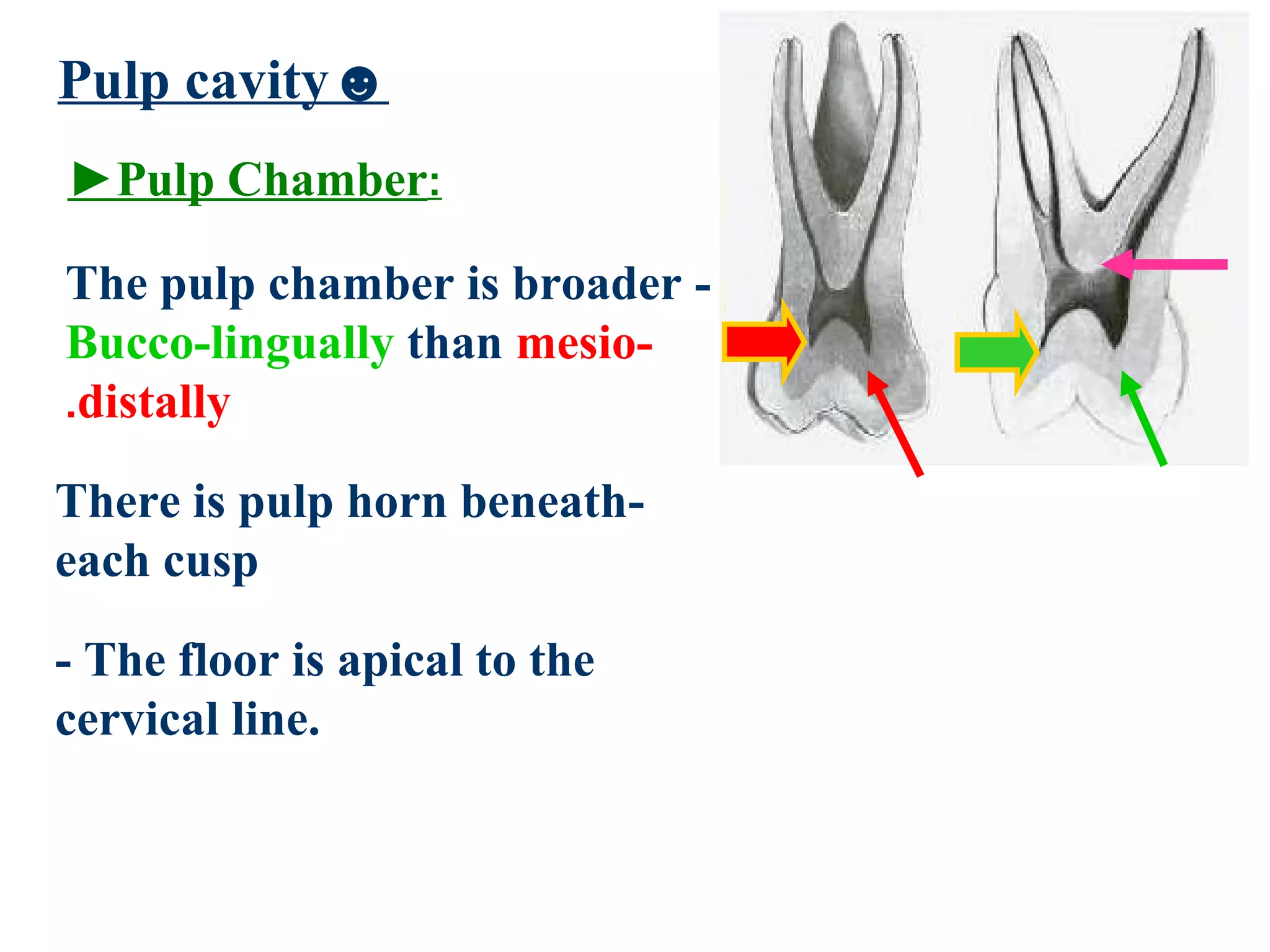 05. Maxillary Molars (CD) - Dentition | PPT